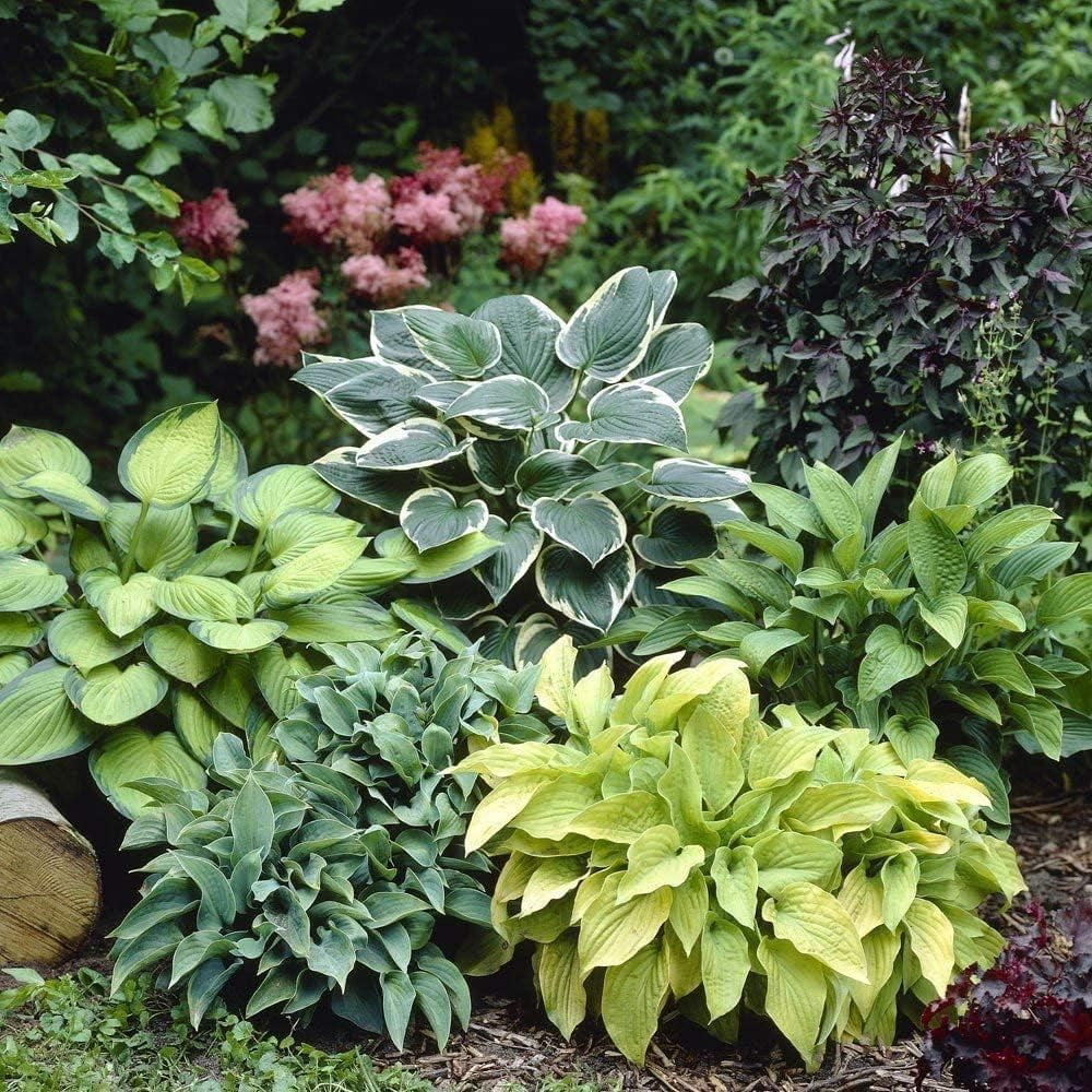 Mixed Color Hosta Plant Roots for Growing - Growers Blend (10 Hosta ...