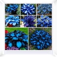 Mixed Color Hostas-Luxury Gift Stakes-Gardens Decoration Premium Stakes ...