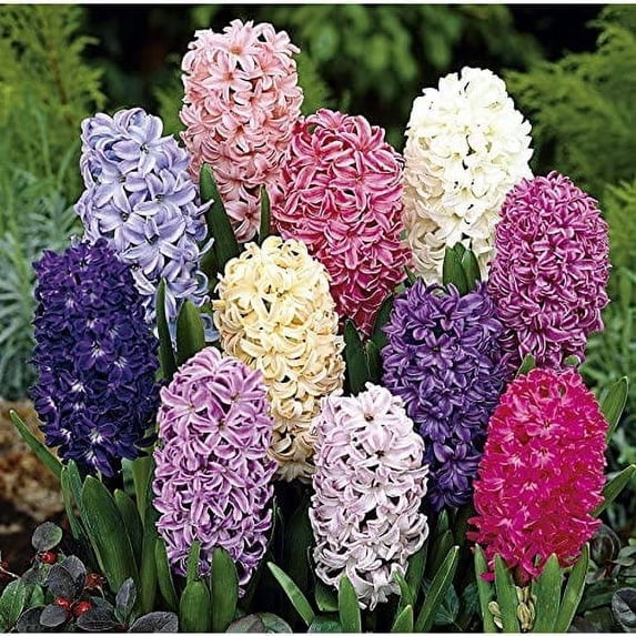 Large Mixed Hyacinth Bulbs - 12 Pack for Indoor and Outdoor Flowering ...