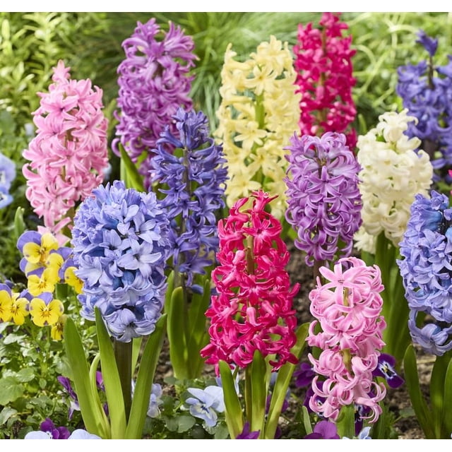 Mixed Color Hyacinth Bulbs - Fragrant Hyacinths (6 Bulbs) - Walmart.com
