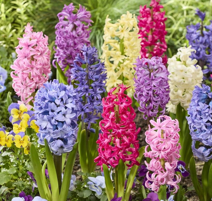Mixed Color Hyacinth Bulbs - Fragrant Hyacinths (9 Bulbs) - Walmart.com