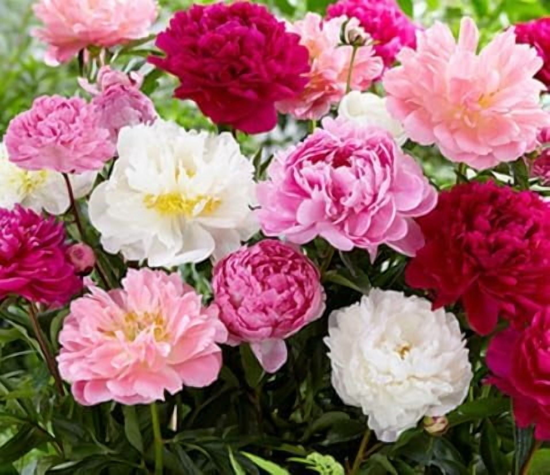 CZ Grain Mixed Color Peony Roots for Planting - Grow Beautiful ...