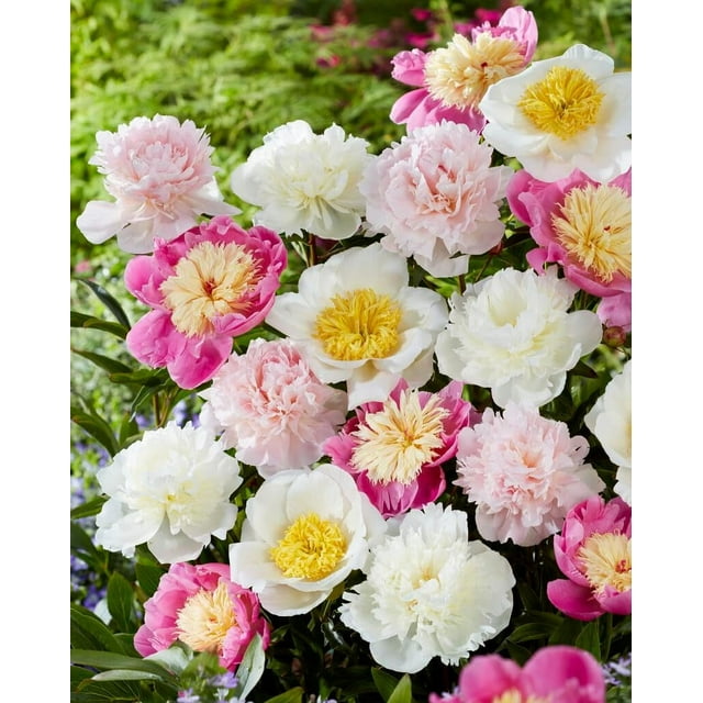Mixed Color Peony Roots for Planting - Grow Beautiful Perennial Peony ...