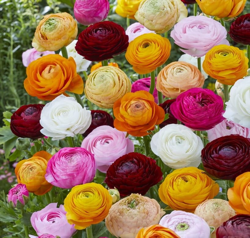 Mixed Color Ranunculus Bulbs for Planting - Easy to Grow (20 Bulbs ...