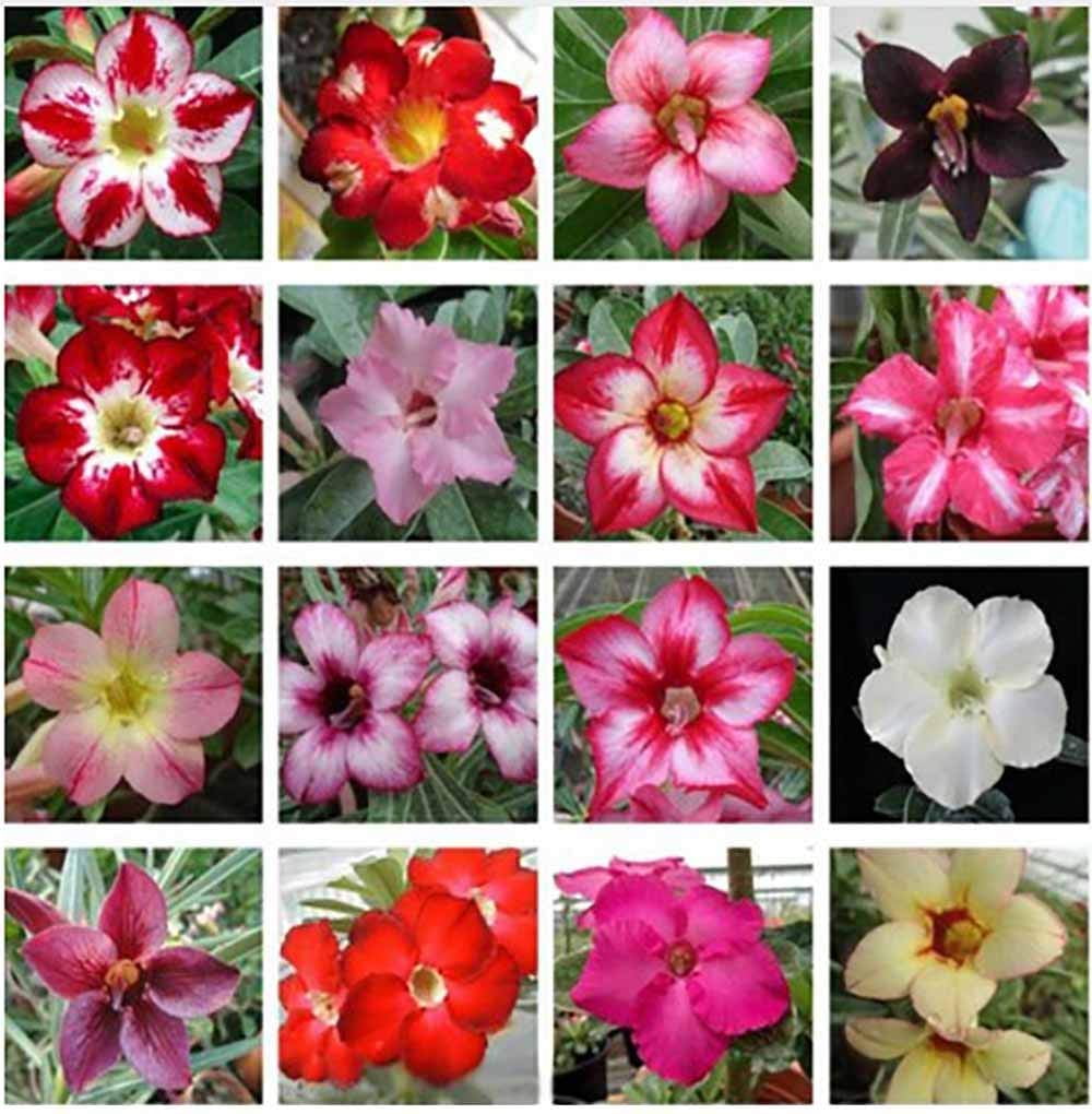 Mixed Color Single-Layered Flower Adenium Obesum Seeds Desert Rose ...