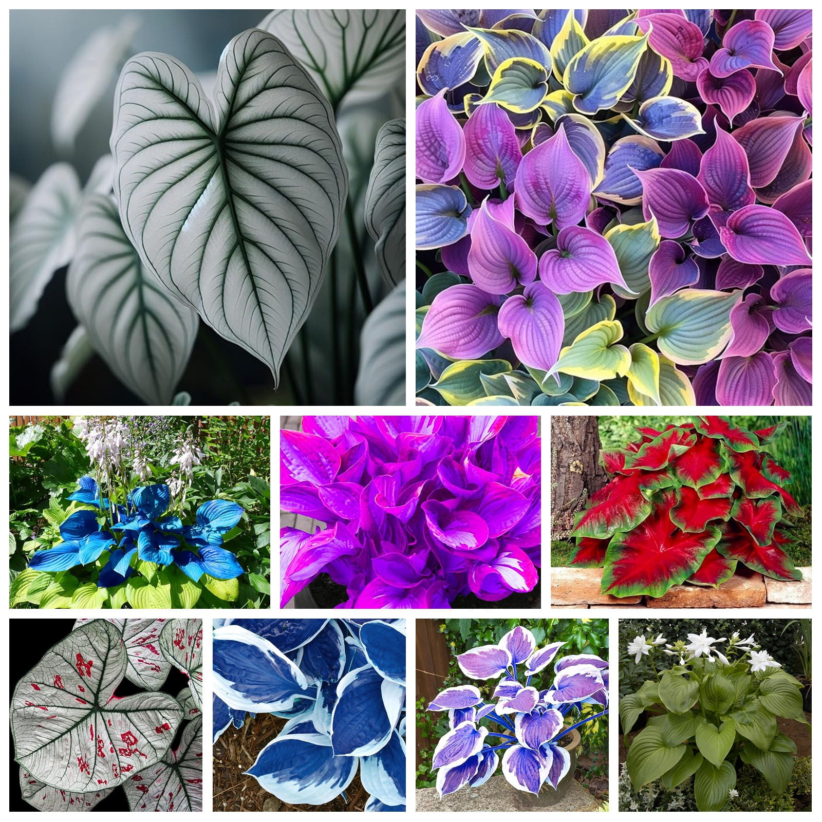 Mixed Colors,Brilliant Hosta for Planting,Vibrant - Walmart.com