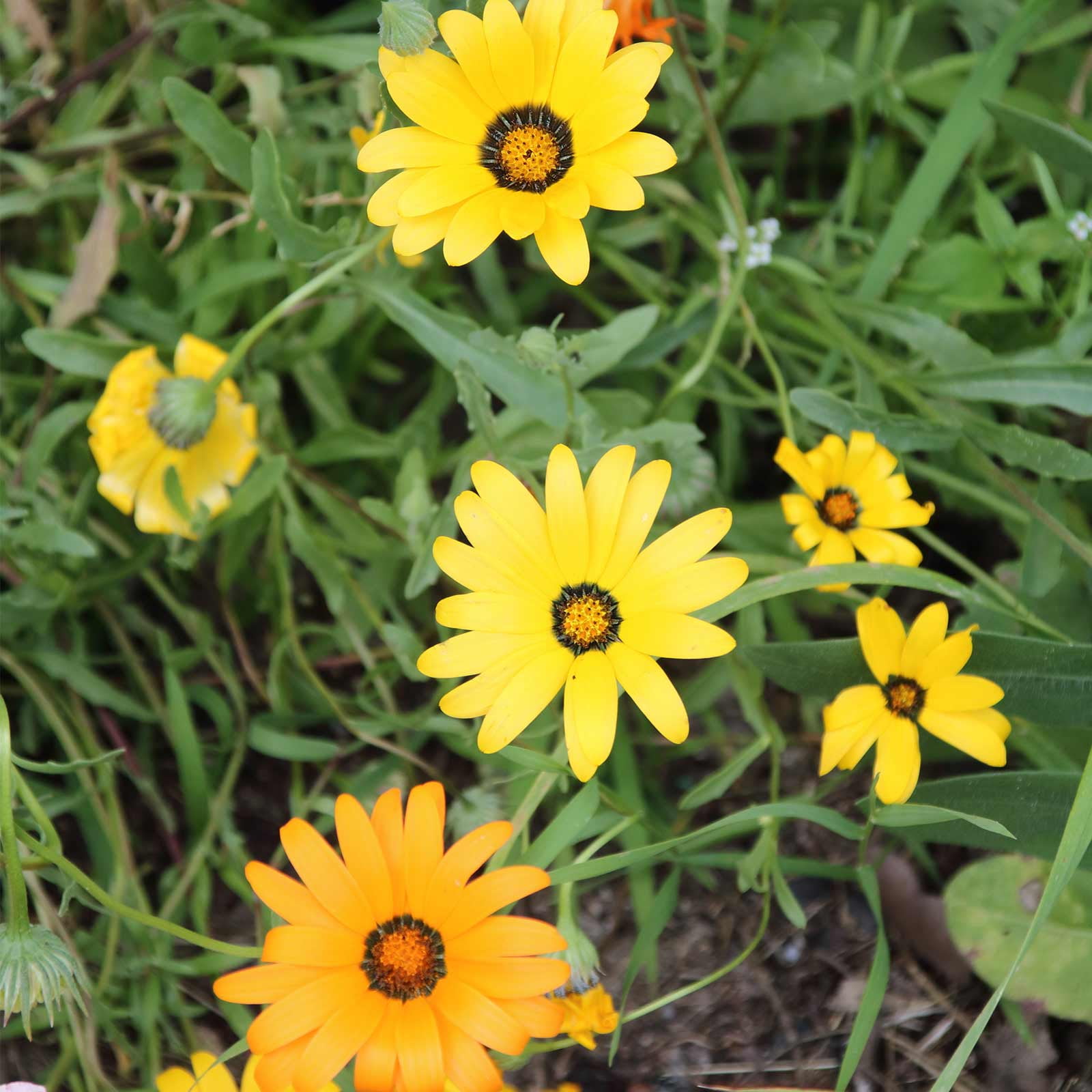 Mixed Colors Dimorphotheca Flower Garden Seeds - 1 Oz - Annual Flower ...