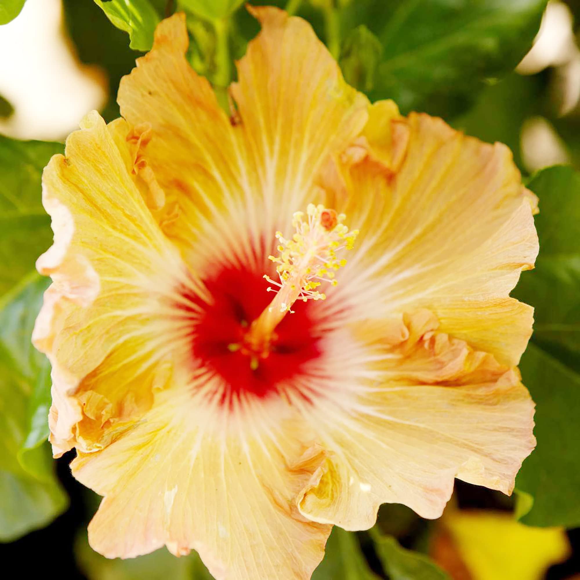 Mixed Colors Rare FEV6 Hibiscus Seeds Large, Colorful, and Showy ...