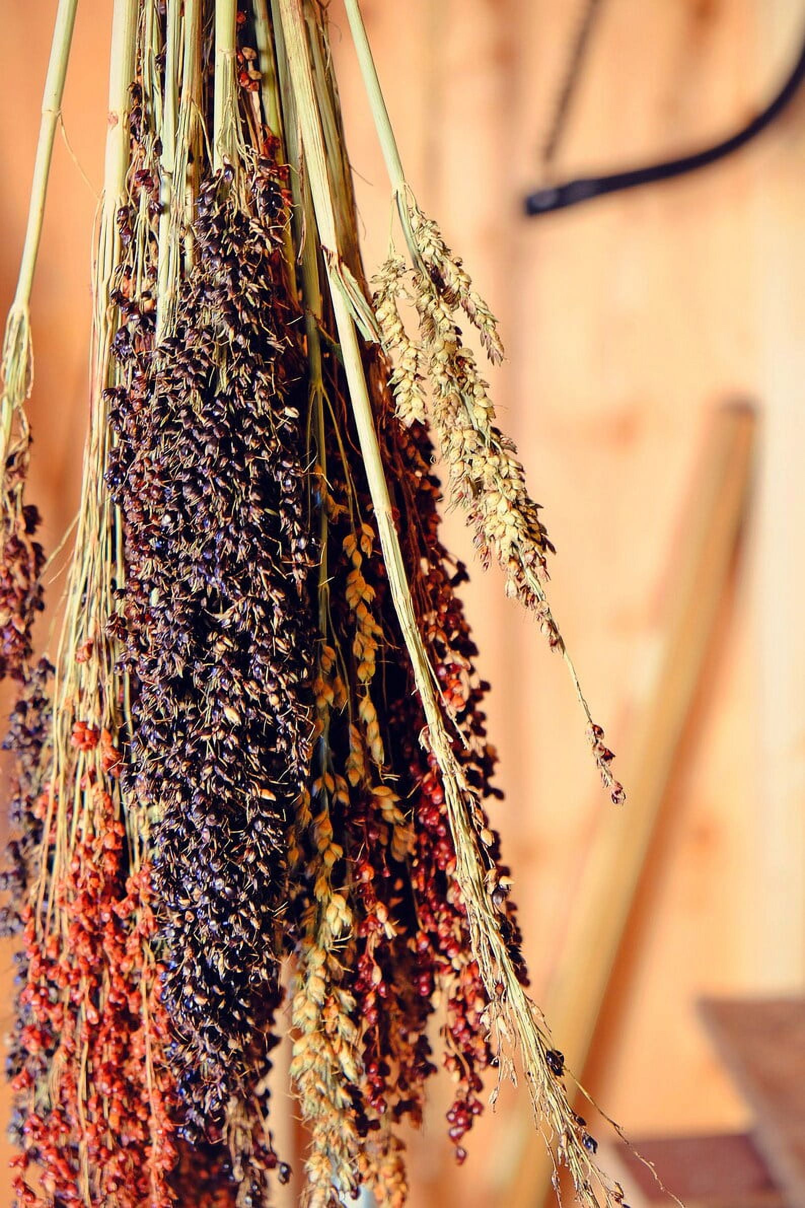 Mixed Colors Sorghum Molasses Cane Broom Corn Heirloom Seed Packet ...