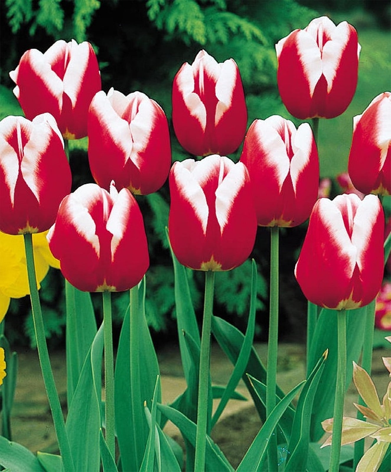 Mixed Colors Tulip Bulbs Tulip Flower Rare Tulip Flower Bulbs Perennial ...