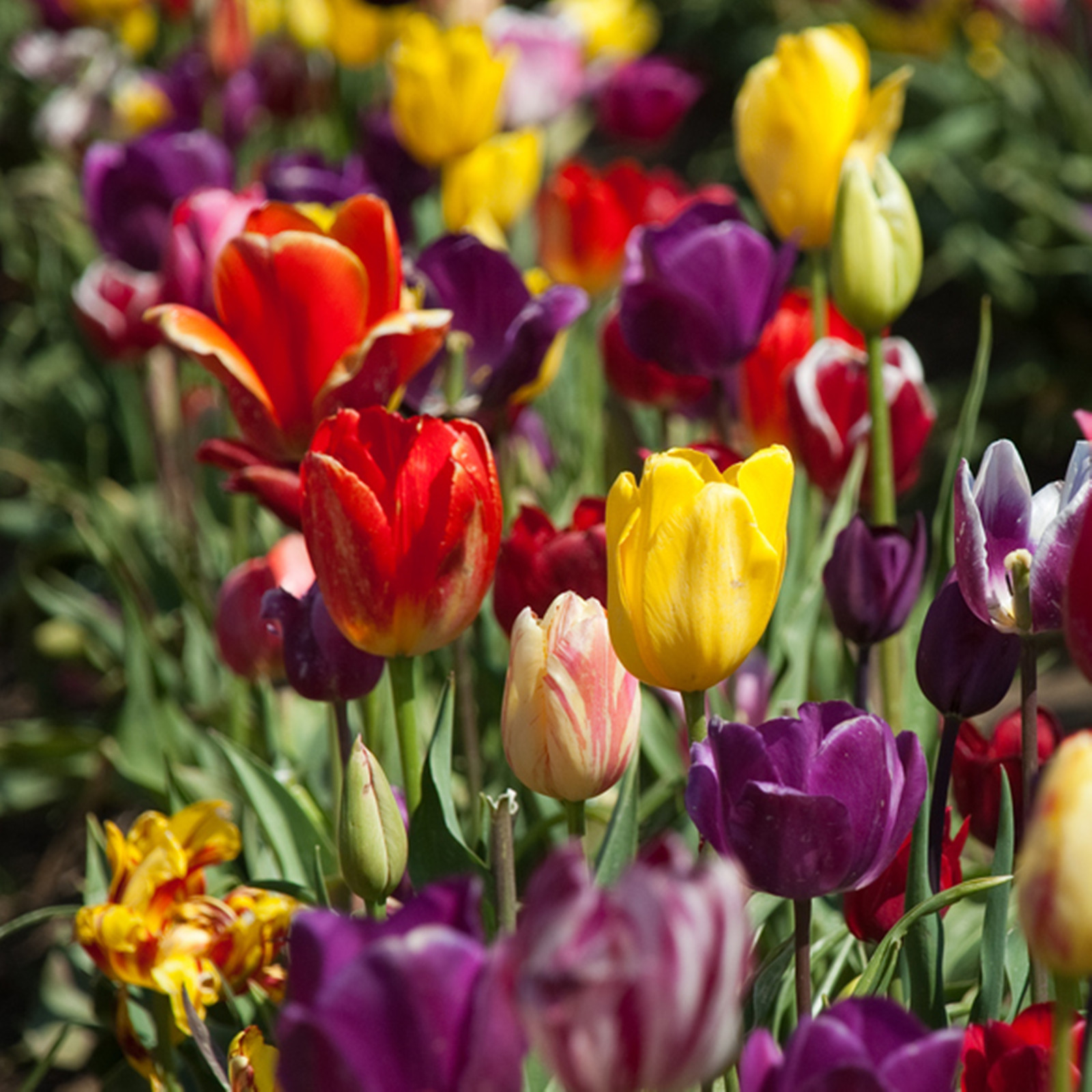 Mixed Colors Tulip Bulbs for Planting Tulip Flower Rare Tulip Flower Bulbs Perennial Potted ...