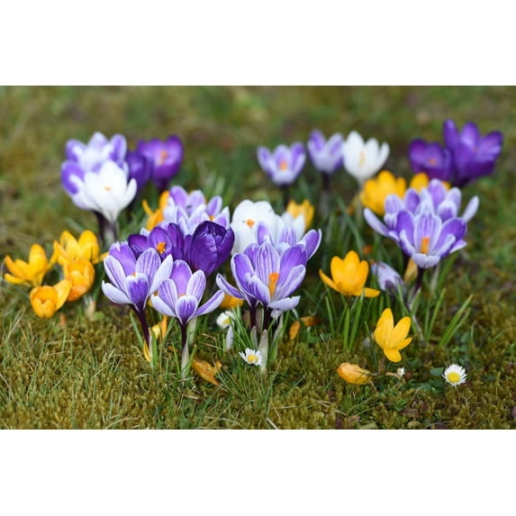 Mixed Crocus Bulbs for Planting - Ships from Our Iowa Nursery (10 Bulbs ...