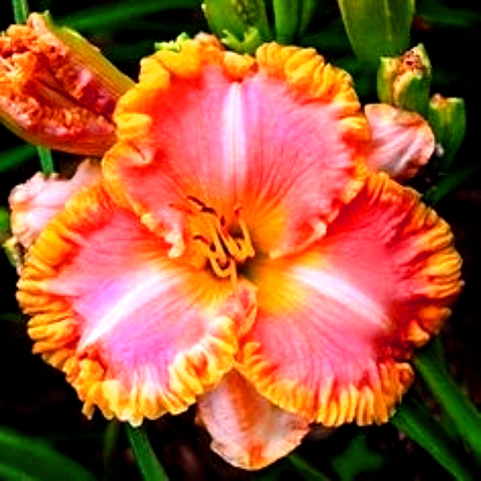 Mixed Daylily Varieties – Hardy Summer Flowers for Landscaping Projects ...