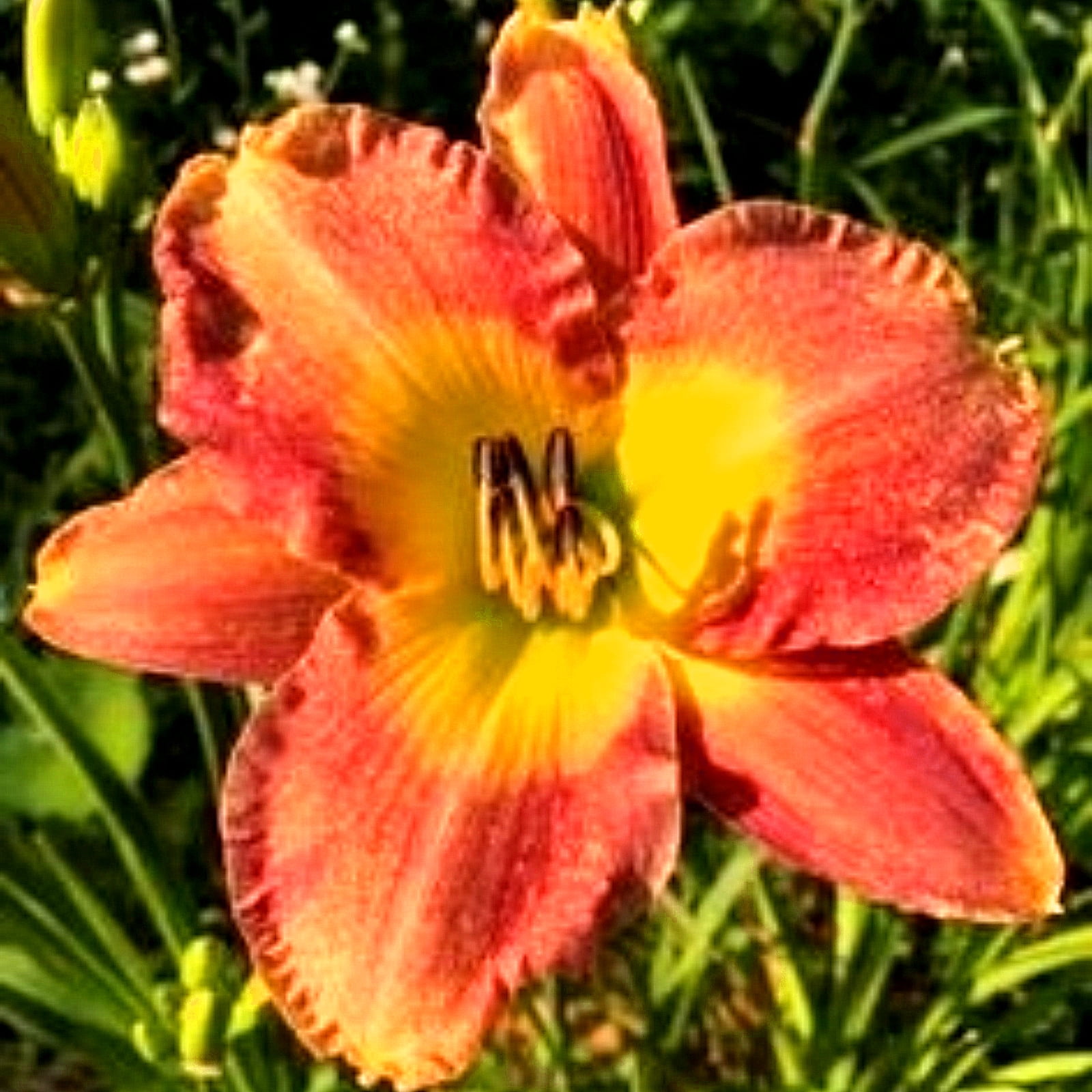 Mixed Daylily Varieties – Hardy Summer Flowers for Landscaping Projects ...
