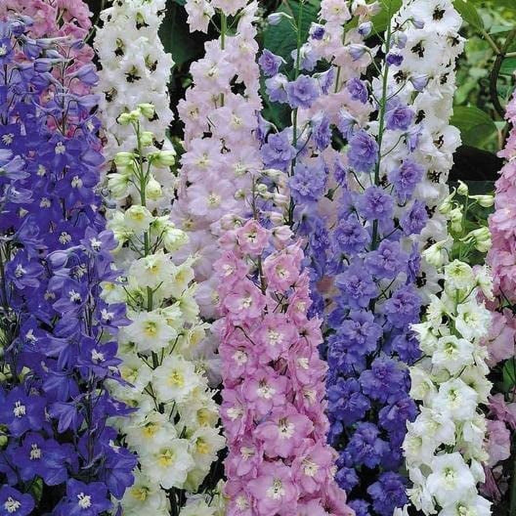 CZ Grain Mixed Delphinium Flower Seeds - 100+ Seeds for Outdoor Full ...