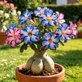 Mixed Desert Rose For Planting-(Non-Artificial)-Exquisite Variegated ...