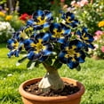 Mixed Desert Rose For Planting-(Non-Artificial)-Exquisite Variegated ...