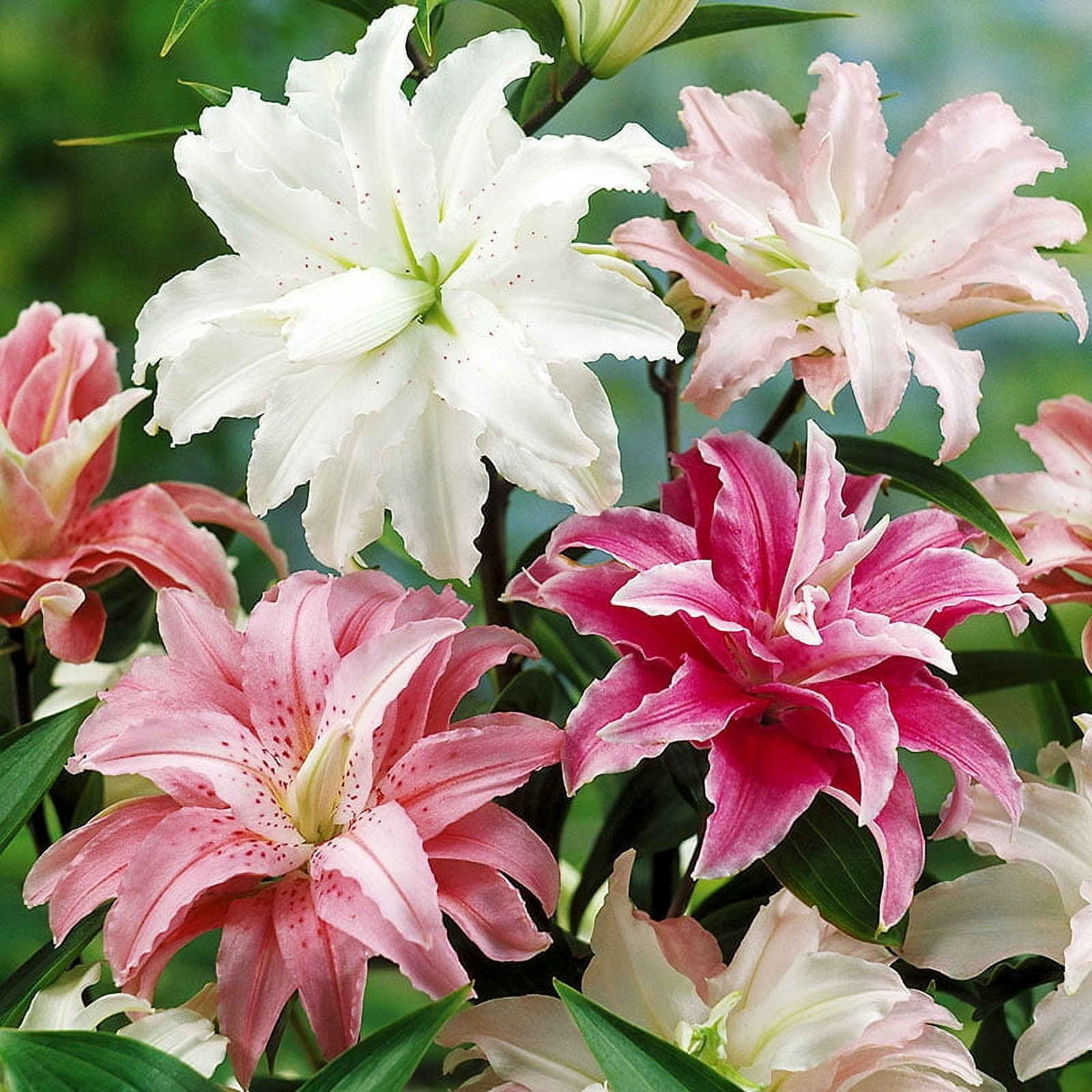 Mixed Double Oriental Lily Flower Bulbs - 3 Lilies Per Pack ...