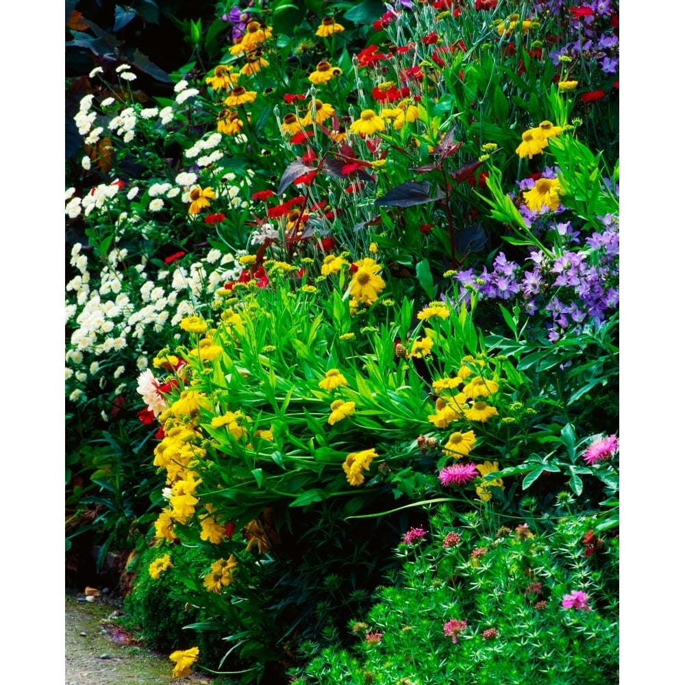 Mixed Flower Border by The Irish Image Collection / Design Pics ...