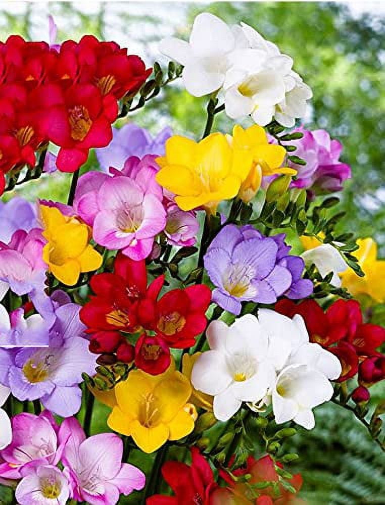 Mixed Freesia Bulbs Freesia Bulbs for Planting Double Spring Planting ...