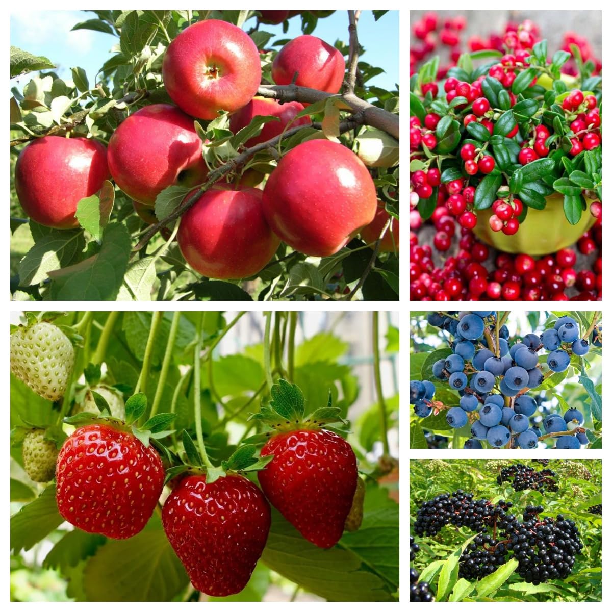 Mixed Fruit Seeds for Planting - 640+ Berry Seeds - 20 Blueberry 200 ...