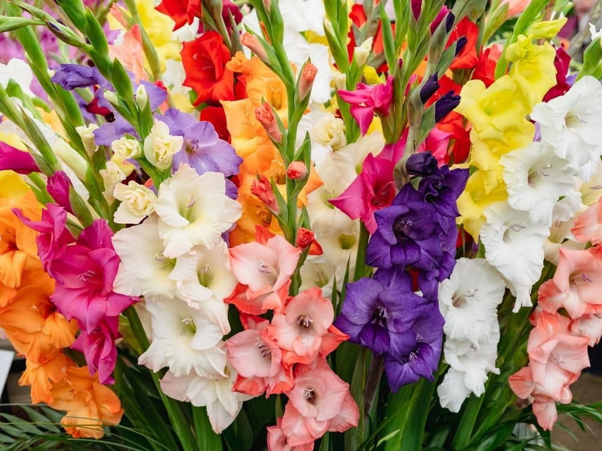 Mixed Gladiolus Flower Bulbs - 20 Bulbs Assorted Colors - Walmart.com