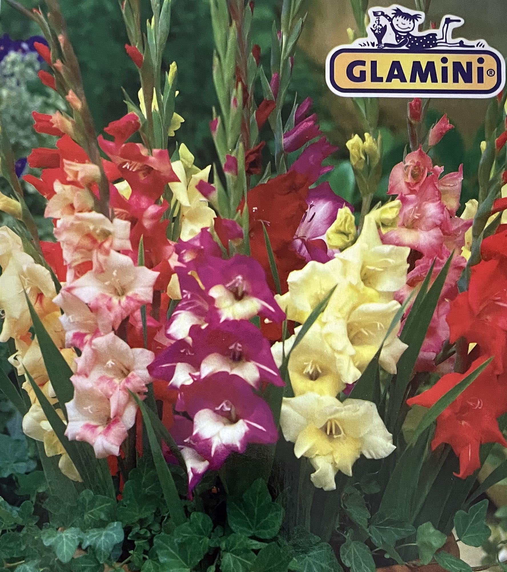 Mixed Glamini Gladiolus 10 Bulbs - NEW! - Petite - 10/12 cm - Walmart.com