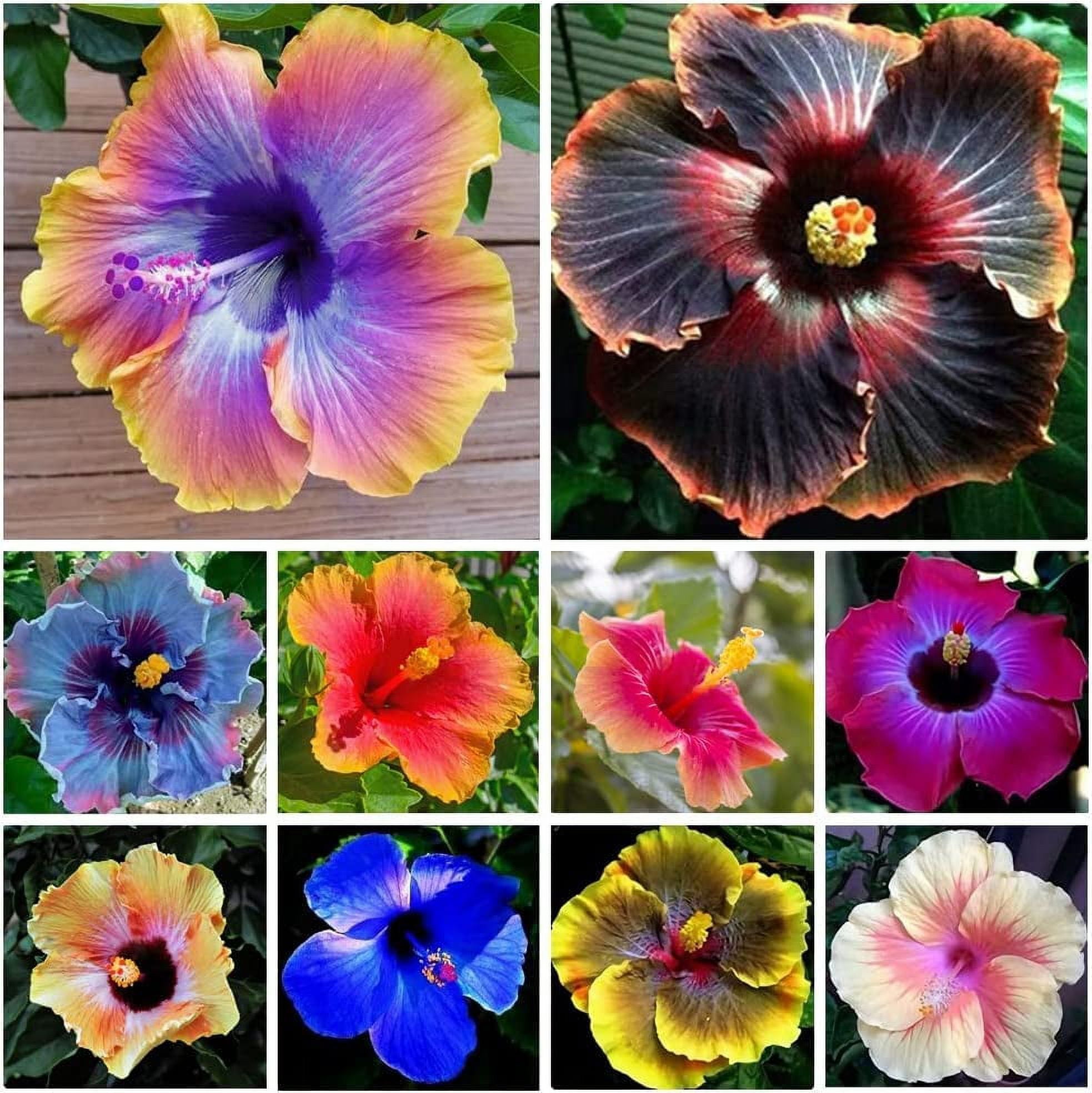 CZ Grain Mixed Hibiscus Flower Seeds, Perennial Non-GMO, Huge Vibrant ...