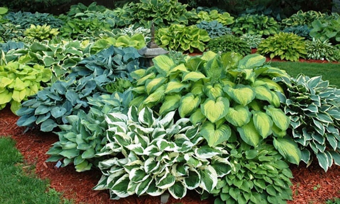 Mixed Hosta - 9 Bare Roots - Walmart.com