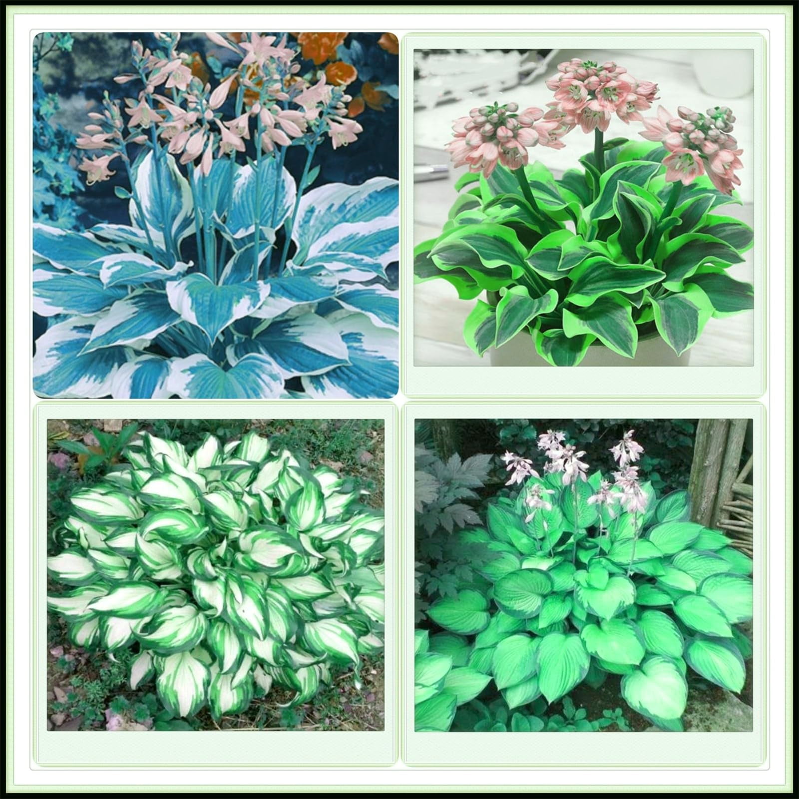 Mixed Hosta Bulbs - Bare Roots Hosta Plants - Mixed Heart-Shaped Hosta ...
