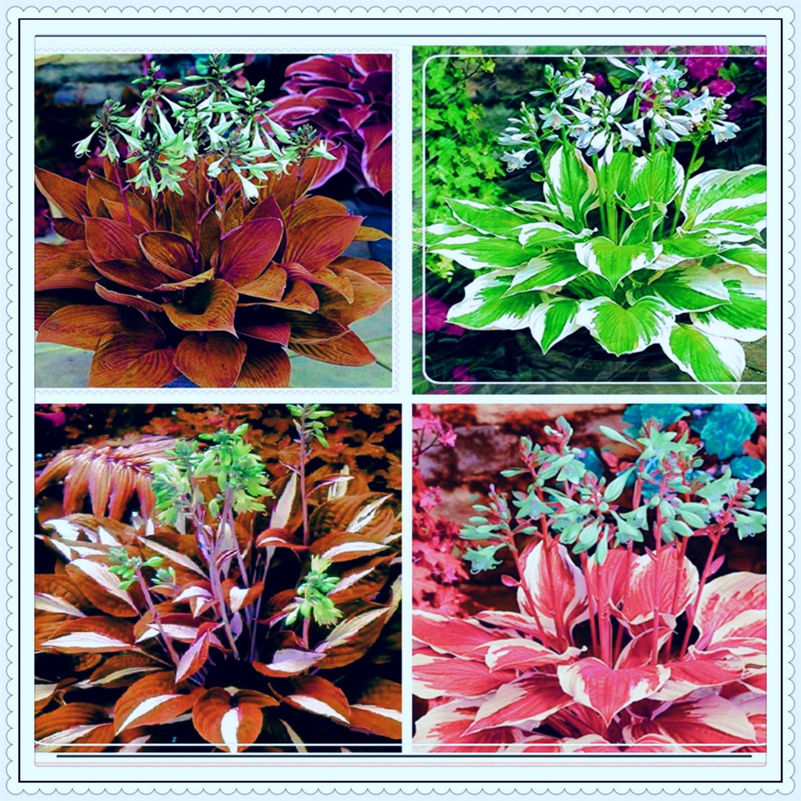 Mixed Hosta Plant Perennials (Bare Roots) - Great Hardy Shade Plants ...