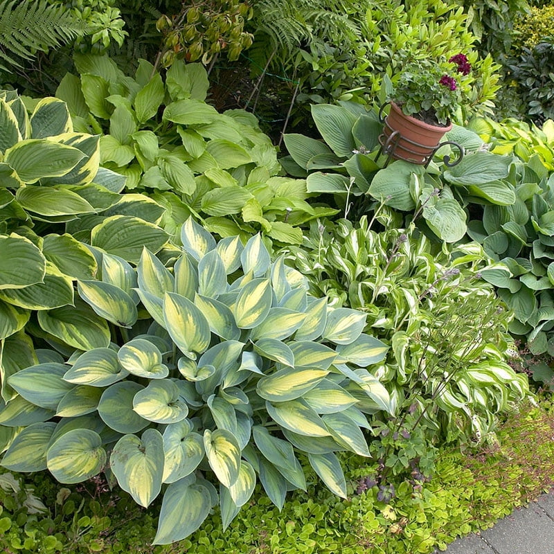Walmart's Mixed Hosta Value Bag: Live Outdoor Perennial Bare Root Bulbs ...