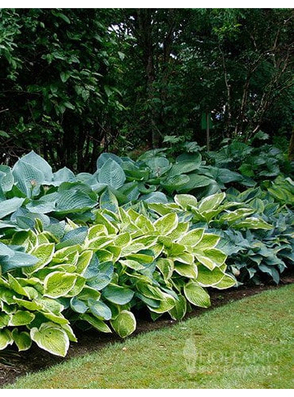Hosta Plants in Perennials - Walmart.com