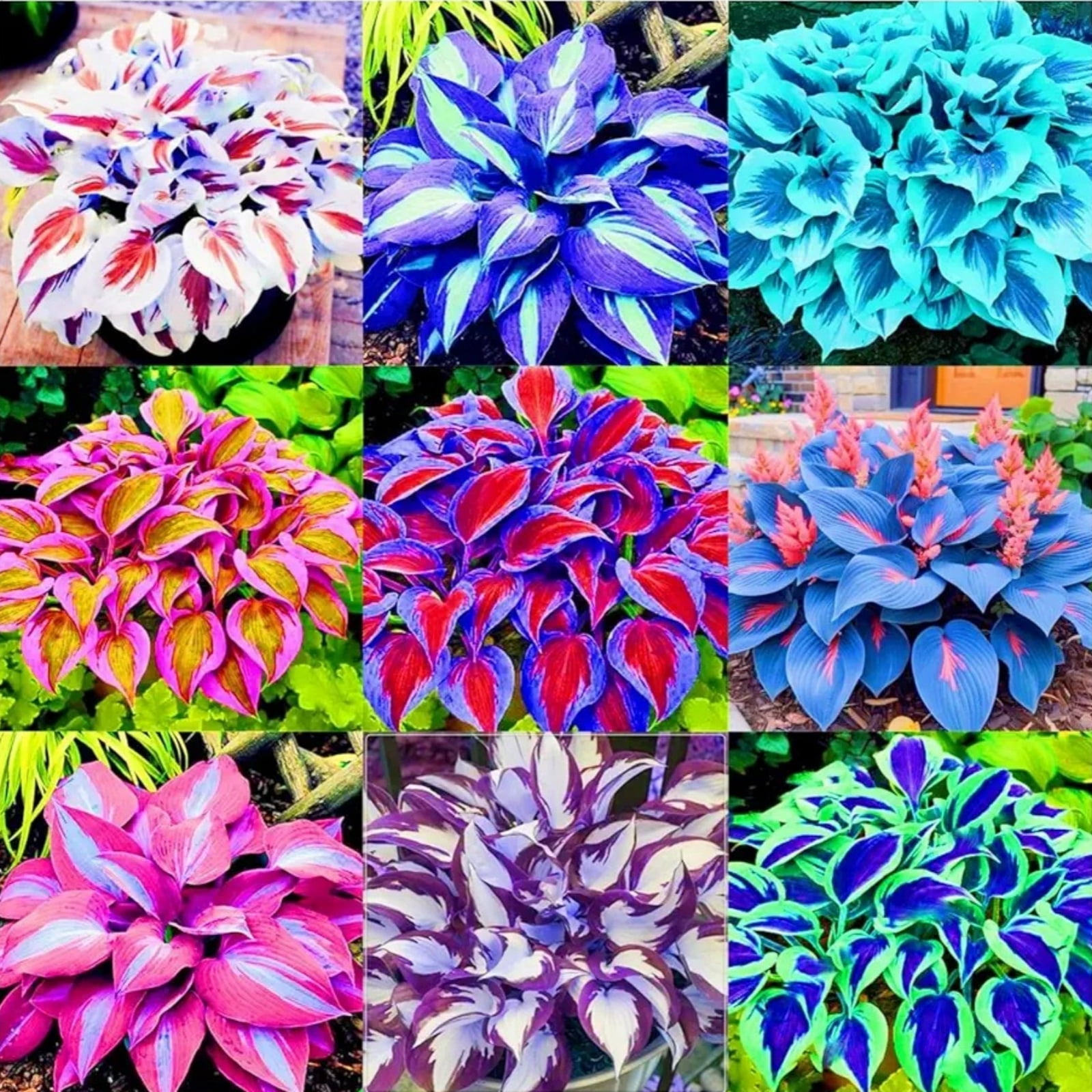Mixed Hostas Planting-Premium Garden Stakes-Ornamental Home Decoration ...