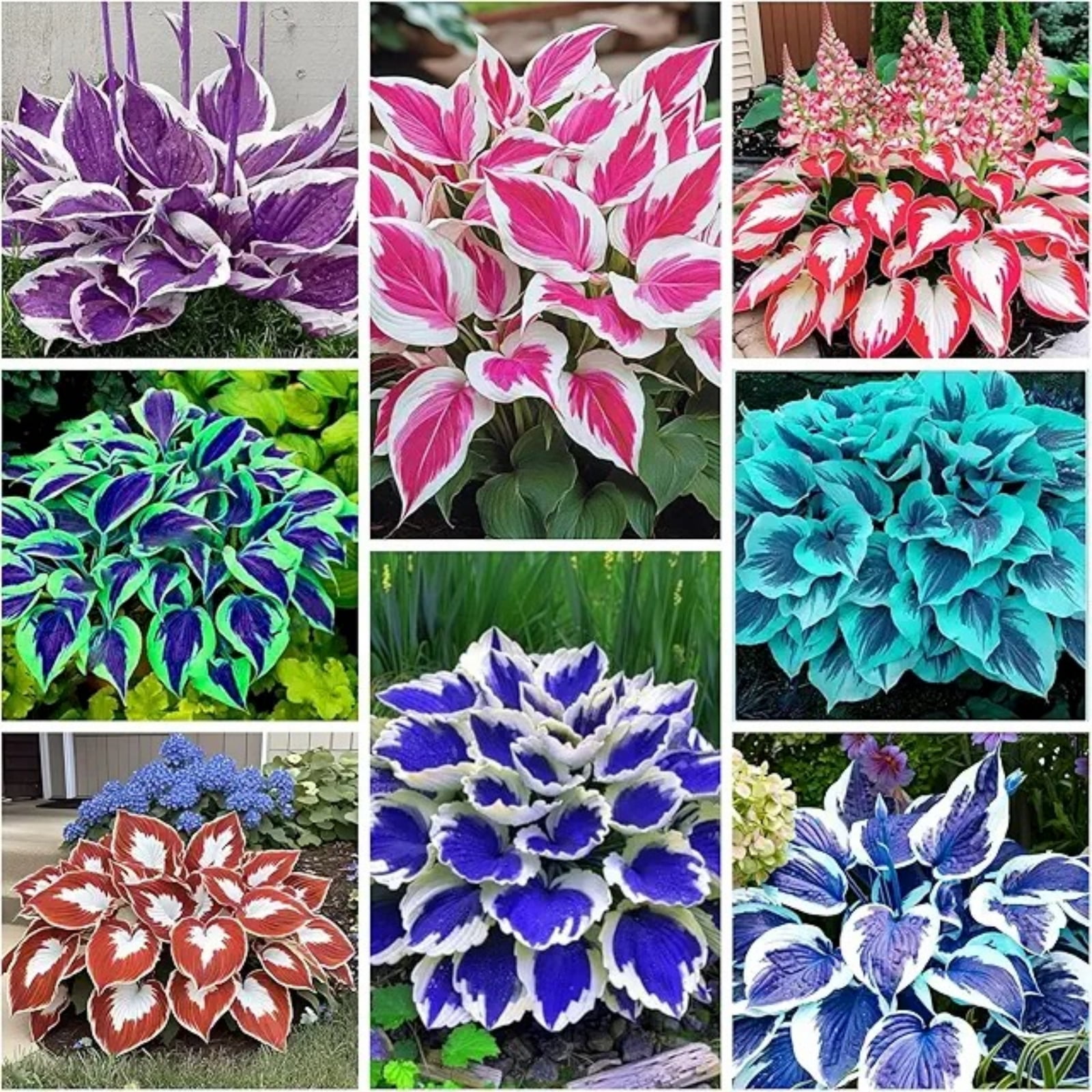 Mixed Hostas Planting-Premium Garden Stakes-Ornamental Home Decoration ...