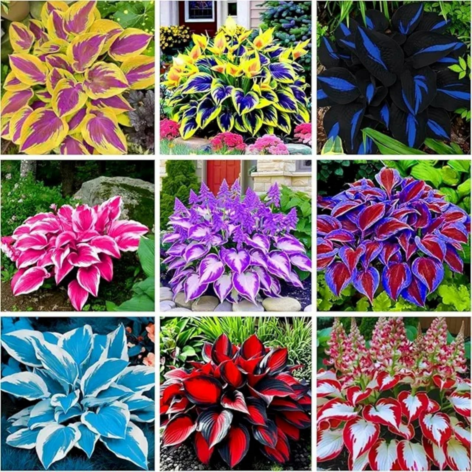 Mixed Hostas Planting-Premium Garden Stakes-Ornamental Home Decoration ...