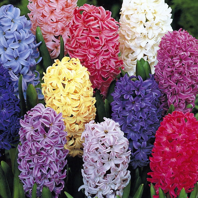 Mixed Hyacinths Flower Bulbs - 5 Bulbs per Pack - Pleasantly Scented ...