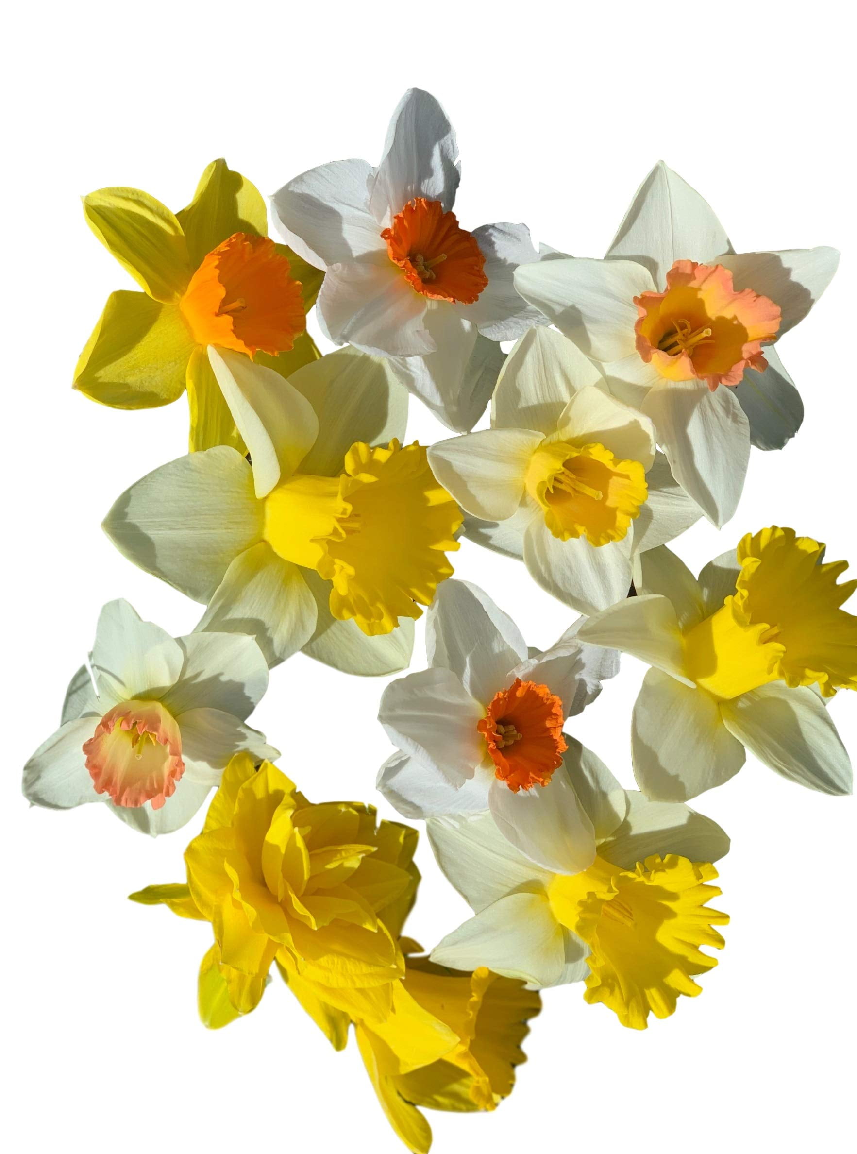 Mixed Large Cup Daffodils- 50 Perennial Daffodil Bulbs - Assorted ...