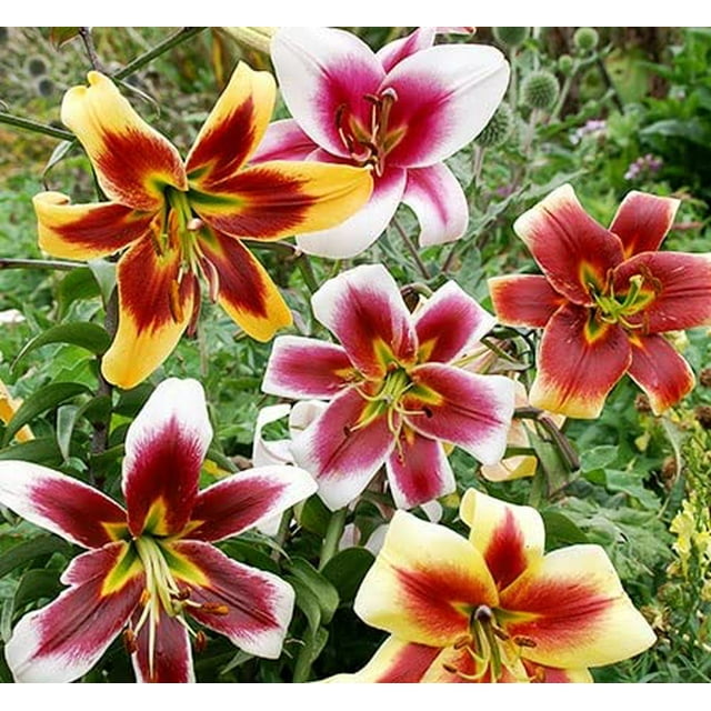 Mixed Lilies Bulbs for Planting - 6 Fresh Bulbs, Easy to Grow - Made in ...