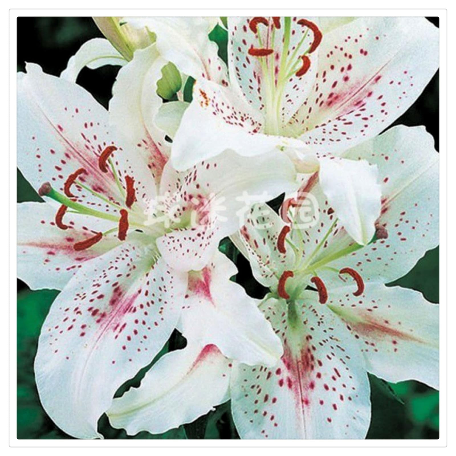 Mixed Lily Bulbs, Cold-Resistant Perennial Imported Bulbs, Asiatic Lily ...