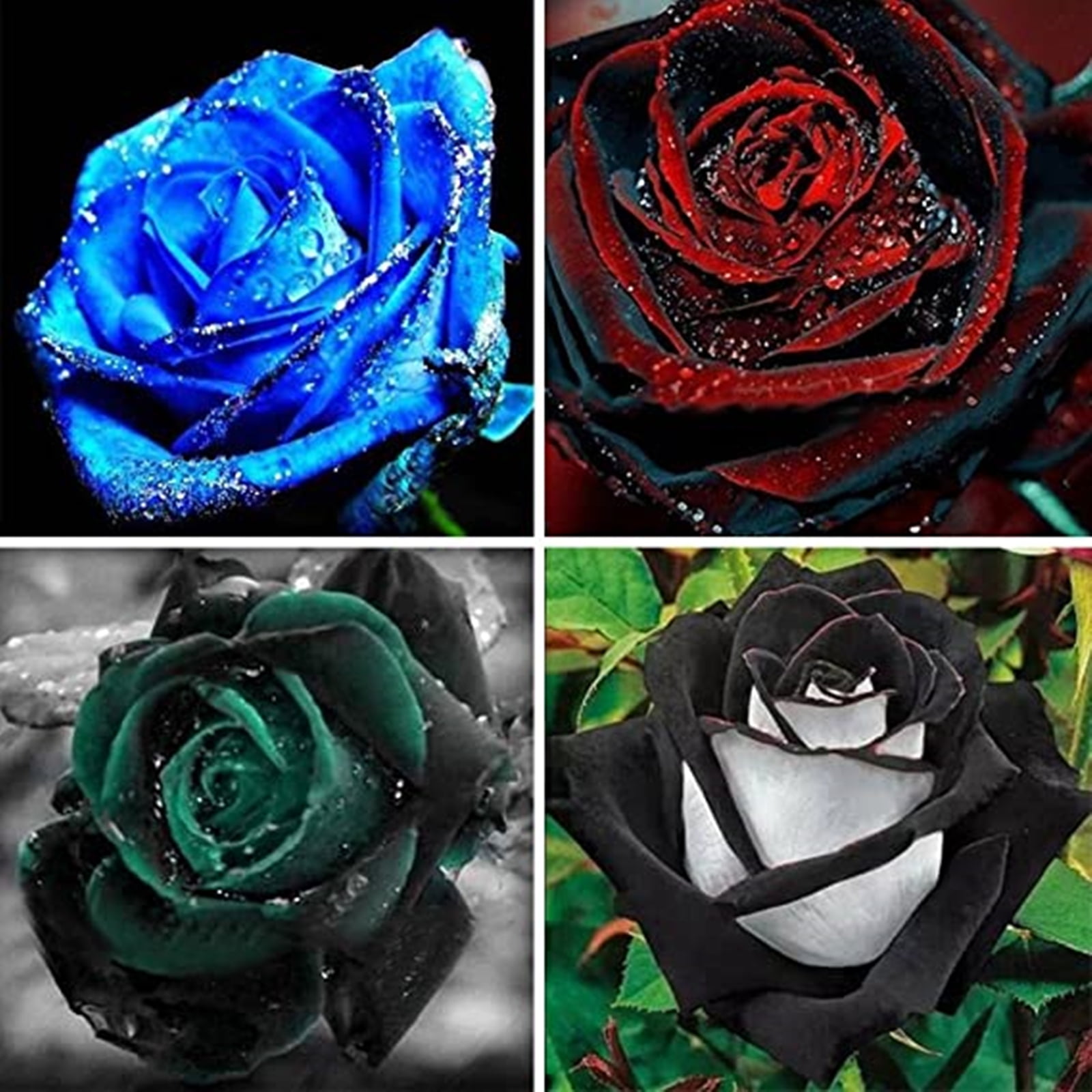 Mixed Multicolored Rose Flower plant Perennial Flowers Rare Plants ...