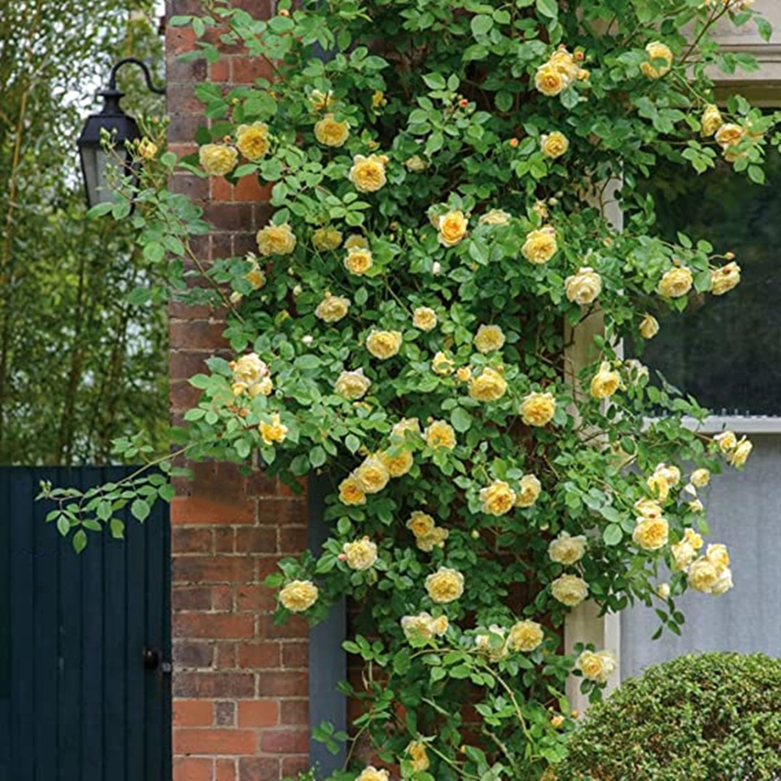 Mixed Multicolored Rose Flower plant Perennial Flowers Rare Plants ...