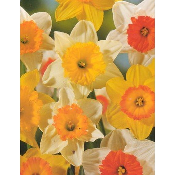 Mixed Narcissus Daffodil 50 Bulbs - SUPER VALUE - Deer Proof! - Walmart.com