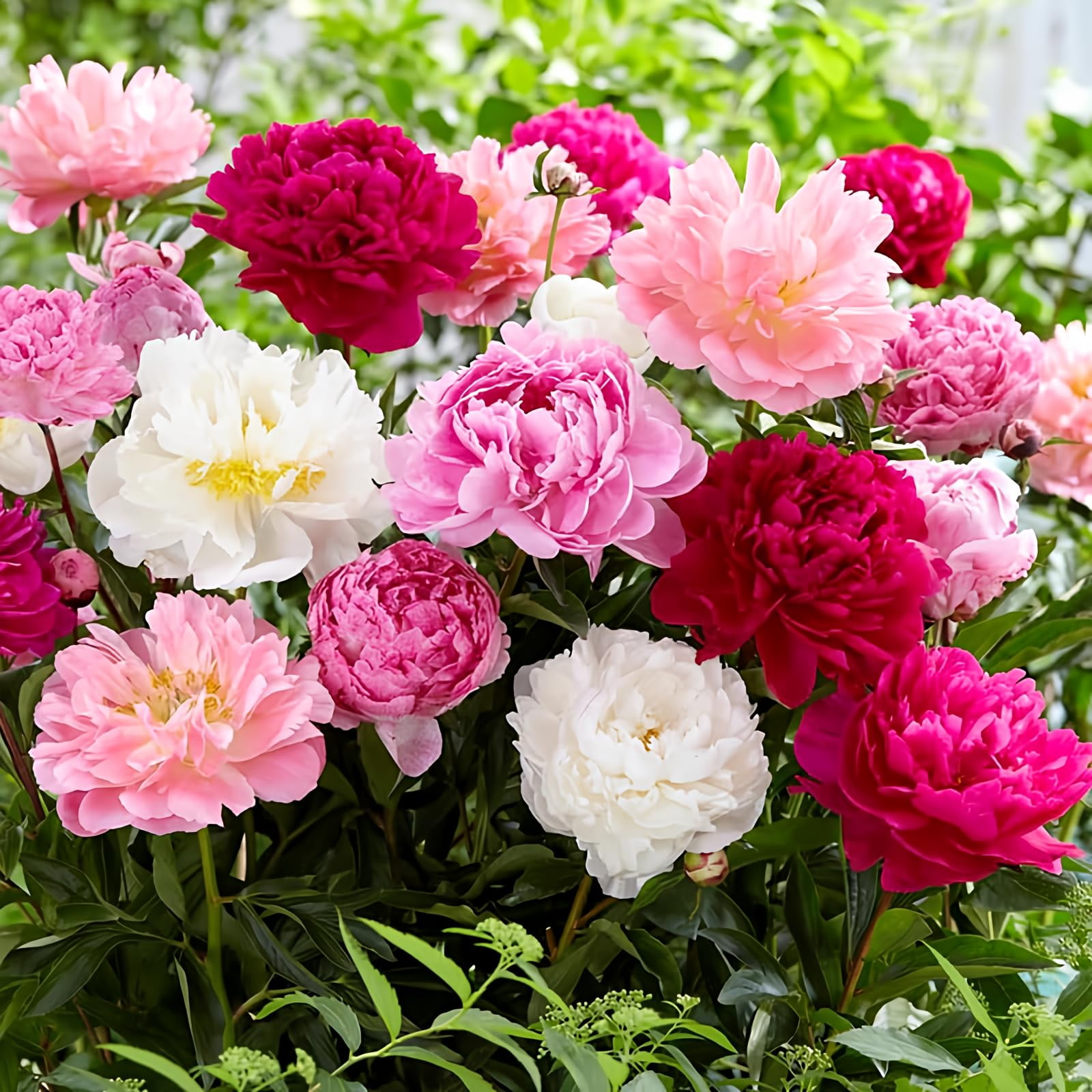 Mixed Peony Seeds for Planting - 100 MHD1Peony Seeds Non-GMO Heirloom ...