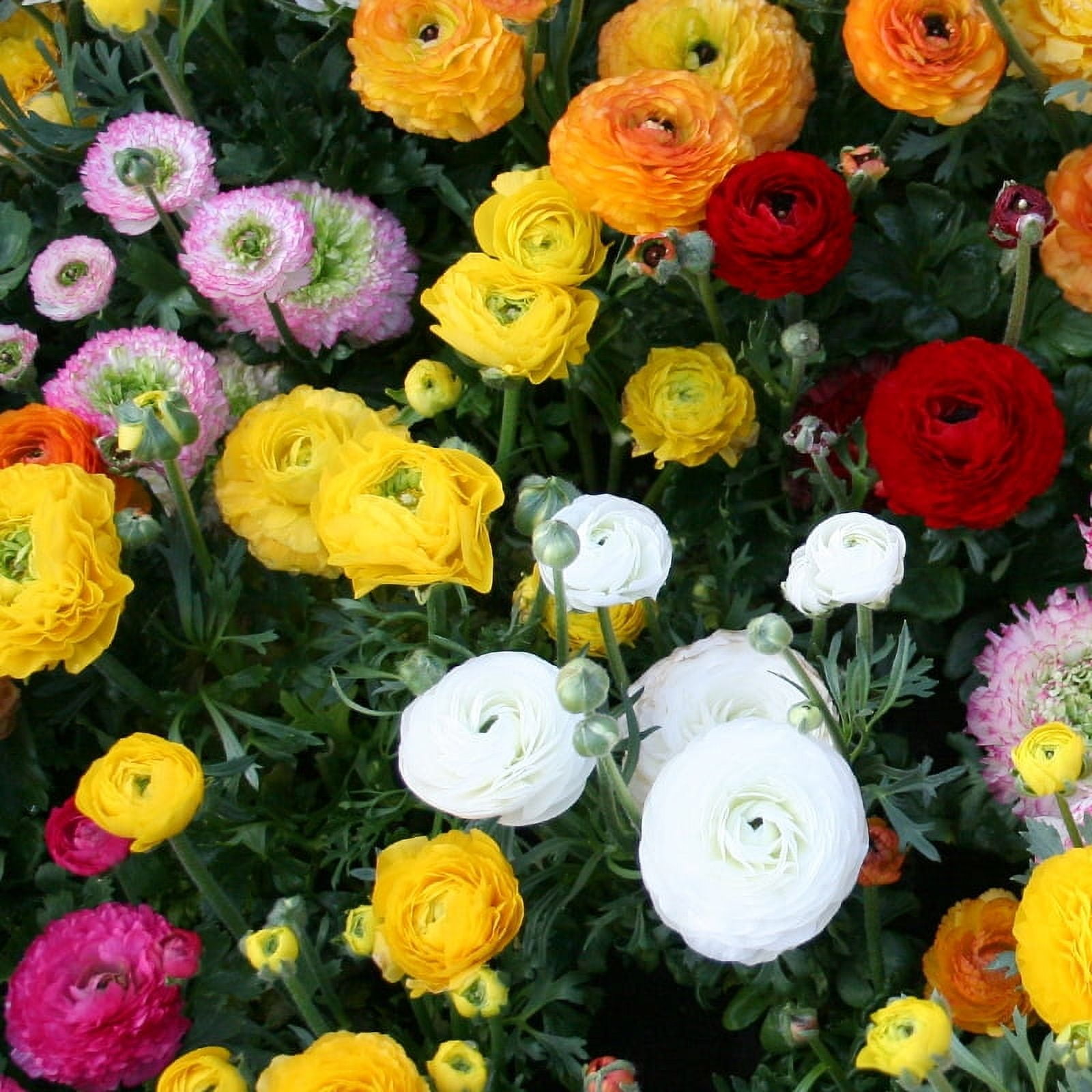 Mixed Ranunculus or Buttercup Flower Bulbs - 25 Bulbs per Pack - Deer ...