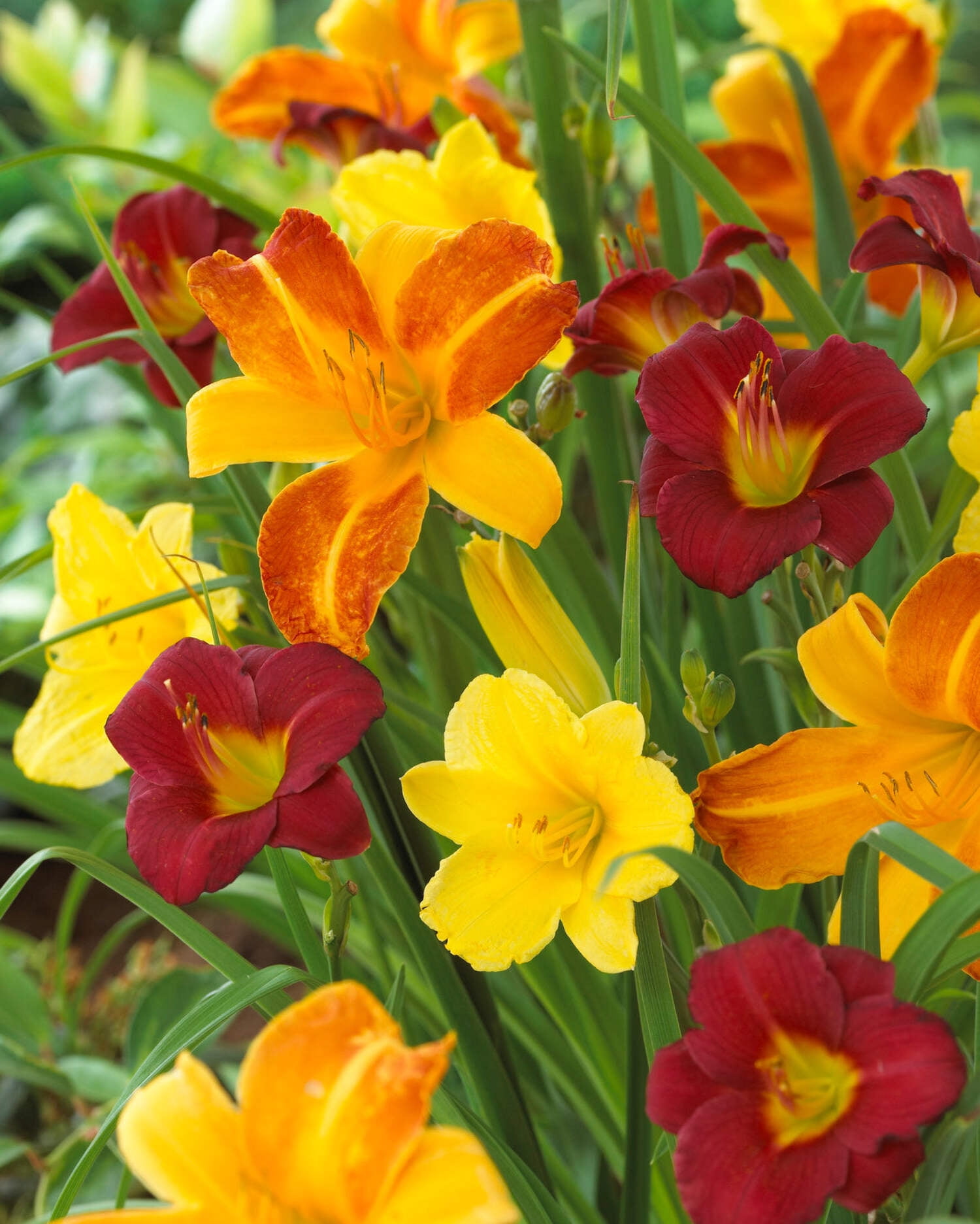 Mixed Reblooming Daylilies - 9 root divisions - Walmart.com