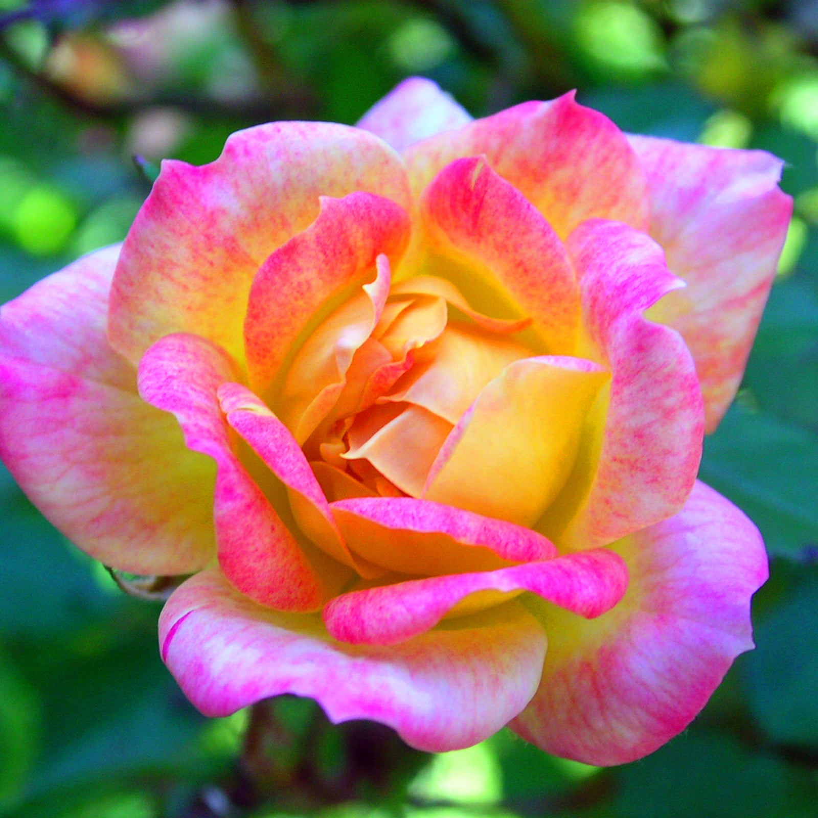 Mixed Rose Bulb, Beautiful Rose Bouquets, Add A Romantic Touch To Any ...