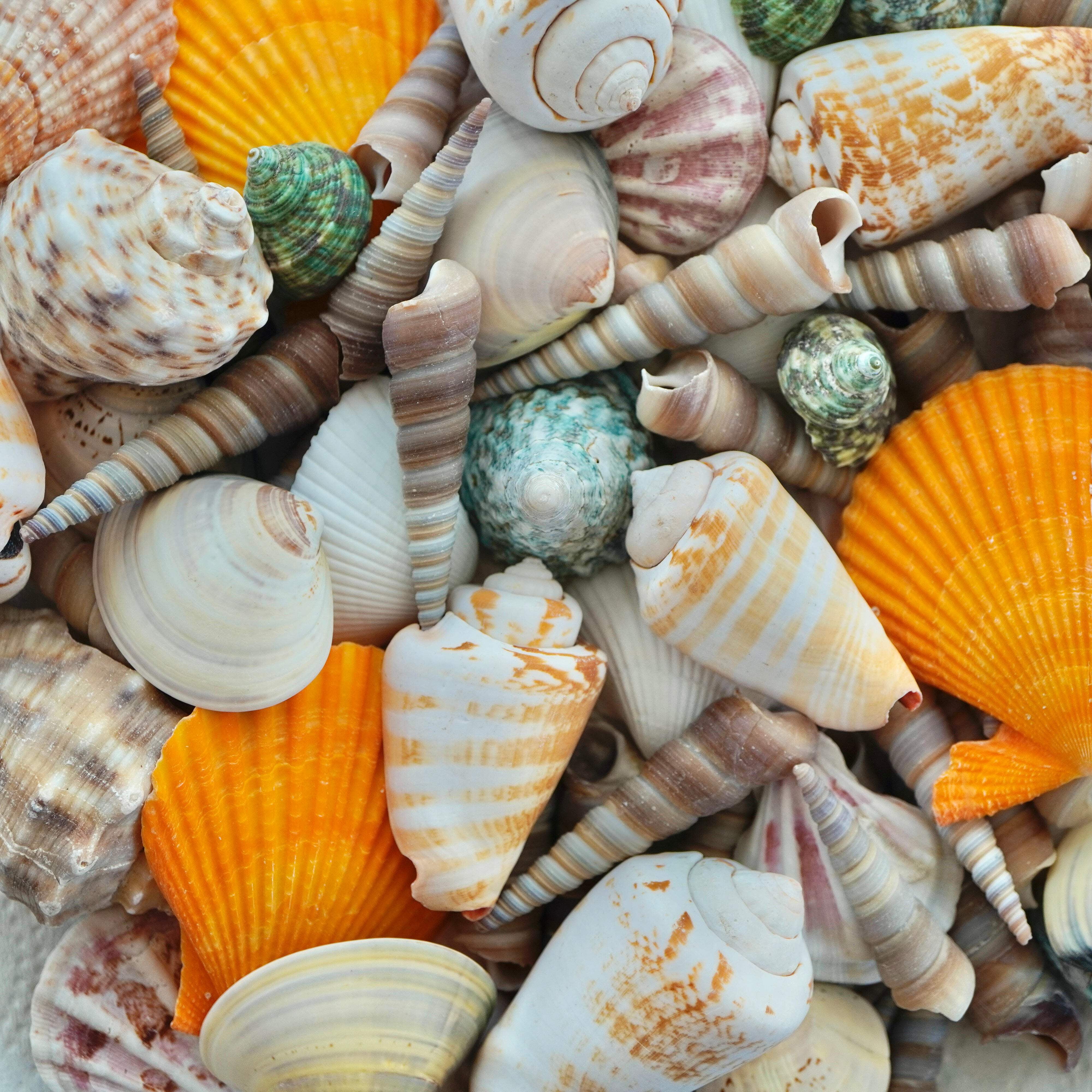 Mixed Seashells Assorted Rare Colorful Natural Mix Sea Shells Beach ...