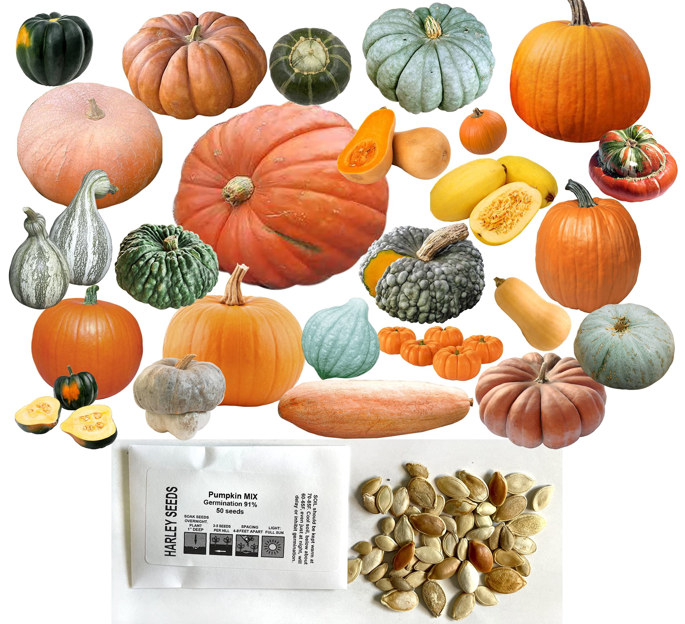 Mixed Seeds! 50+ Pumpkin and Winter Squash Mix Seeds Non-GMO 25 ...