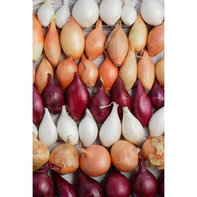 Mixed Sweet Onion Sets for Planting - White, Yellow and Red Onions ...
